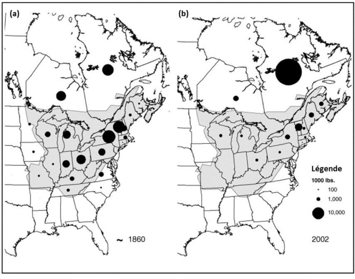 Aujourd'hui, l'exploitation du sirop d'érable - Tous Pur sirop